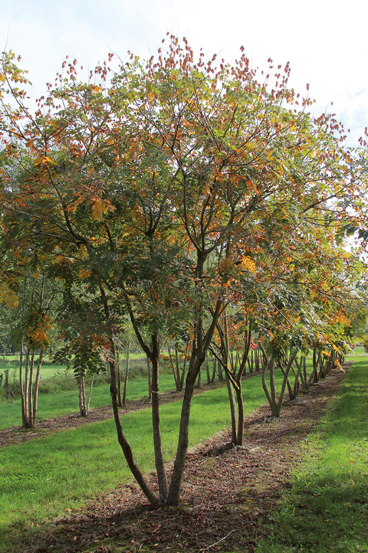 Breed sortiment bijzondere bomen en heesters | Boomkwekerij Ebben