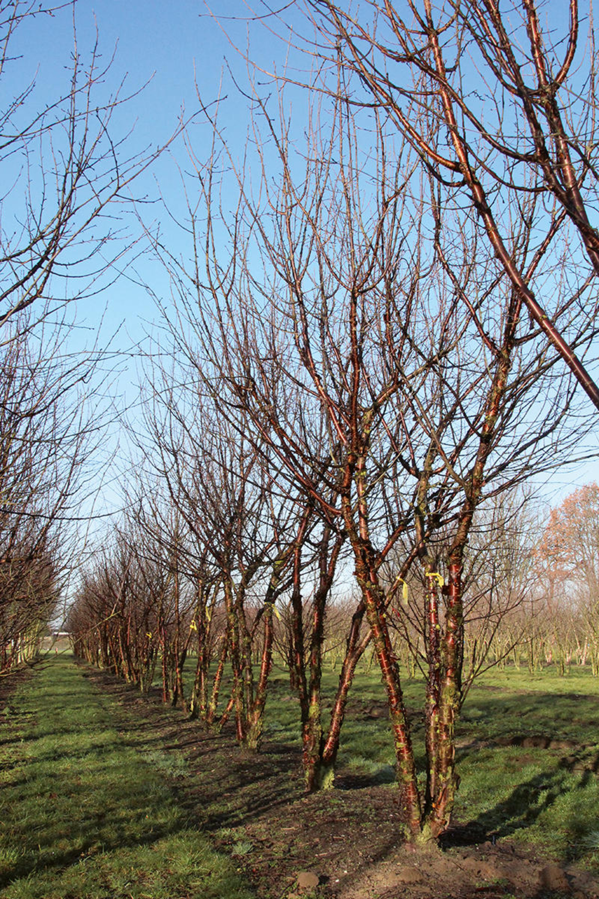 Breed sortiment bijzondere bomen en heesters | Boomkwekerij Ebben