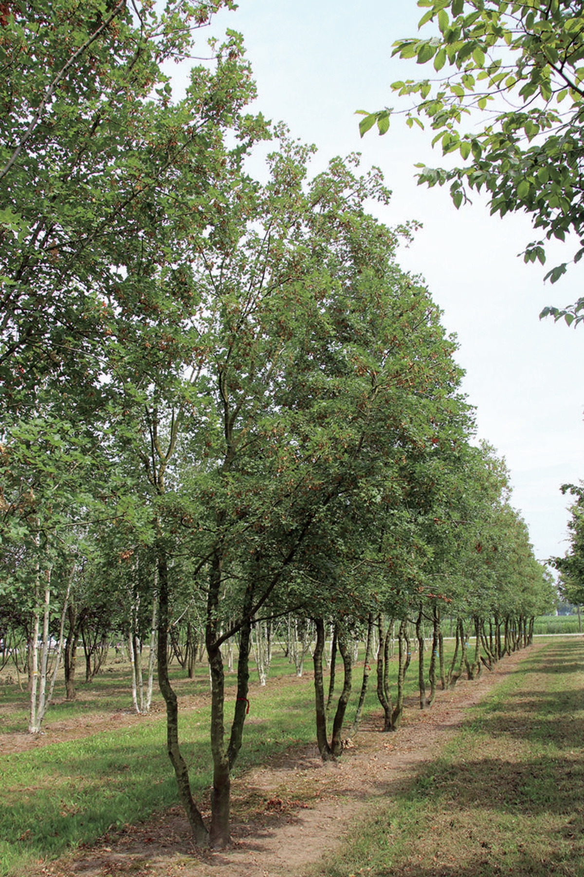 Breed sortiment bijzondere bomen en heesters | Boomkwekerij Ebben