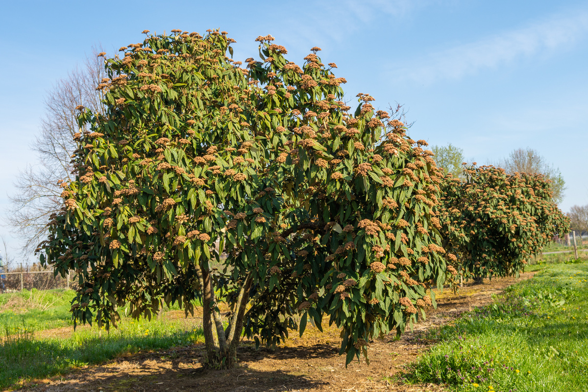 Know-how to grow | Over Ebben | Boomkwekerij Ebben