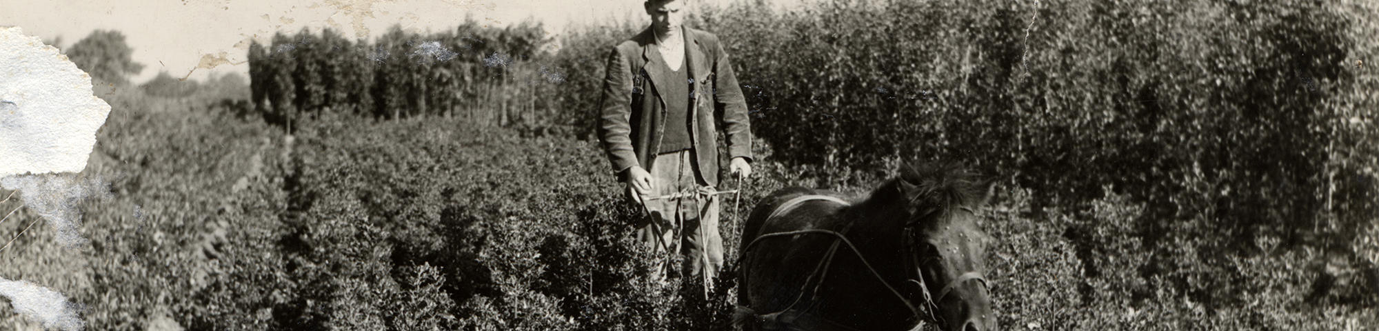 Trees since 1862 | About Ebben | Ebben Nurseries