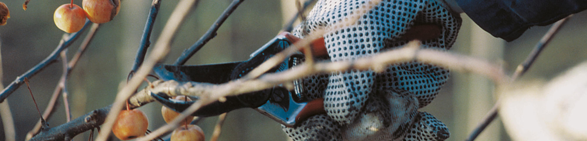 Breed sortiment bijzondere bomen en heesters | Boomkwekerij Ebben