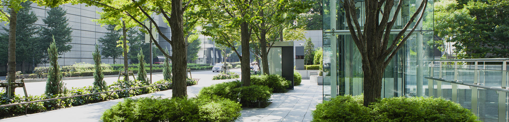 Breed sortiment bijzondere bomen en heesters | Boomkwekerij Ebben