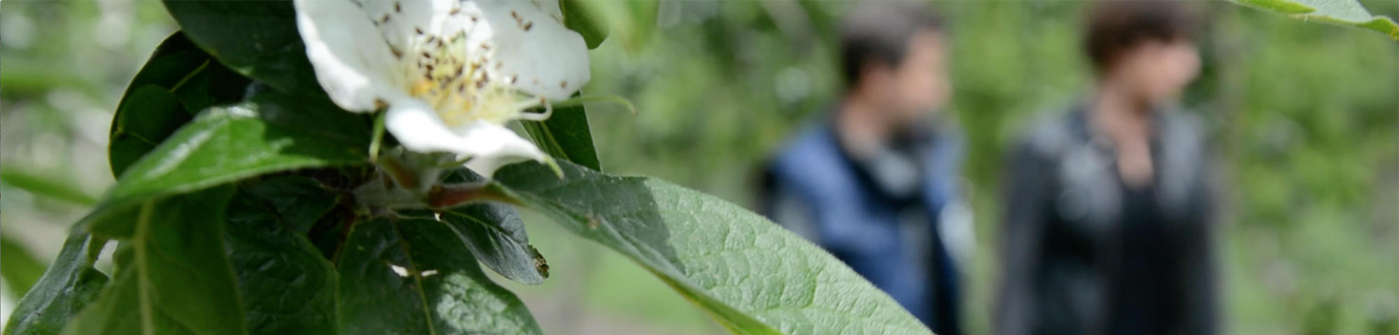 Breed sortiment bijzondere bomen en heesters | Boomkwekerij Ebben