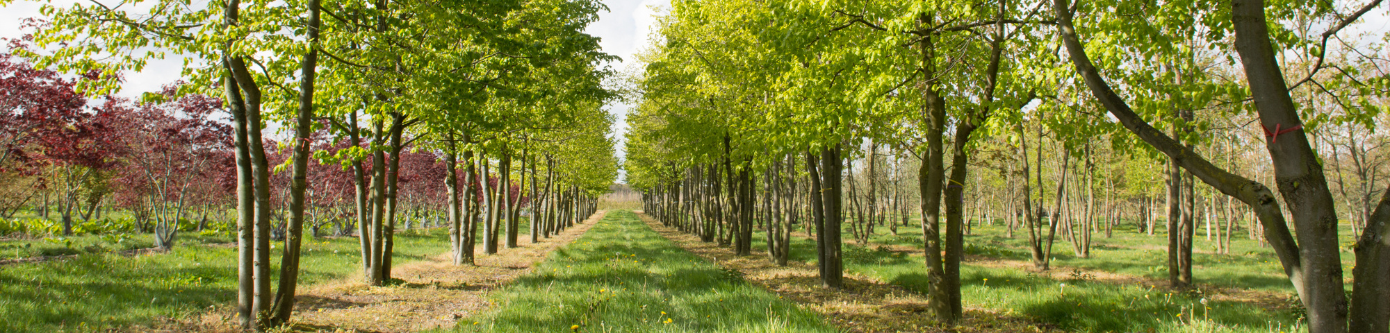 Breed sortiment bijzondere bomen en heesters | Boomkwekerij Ebben