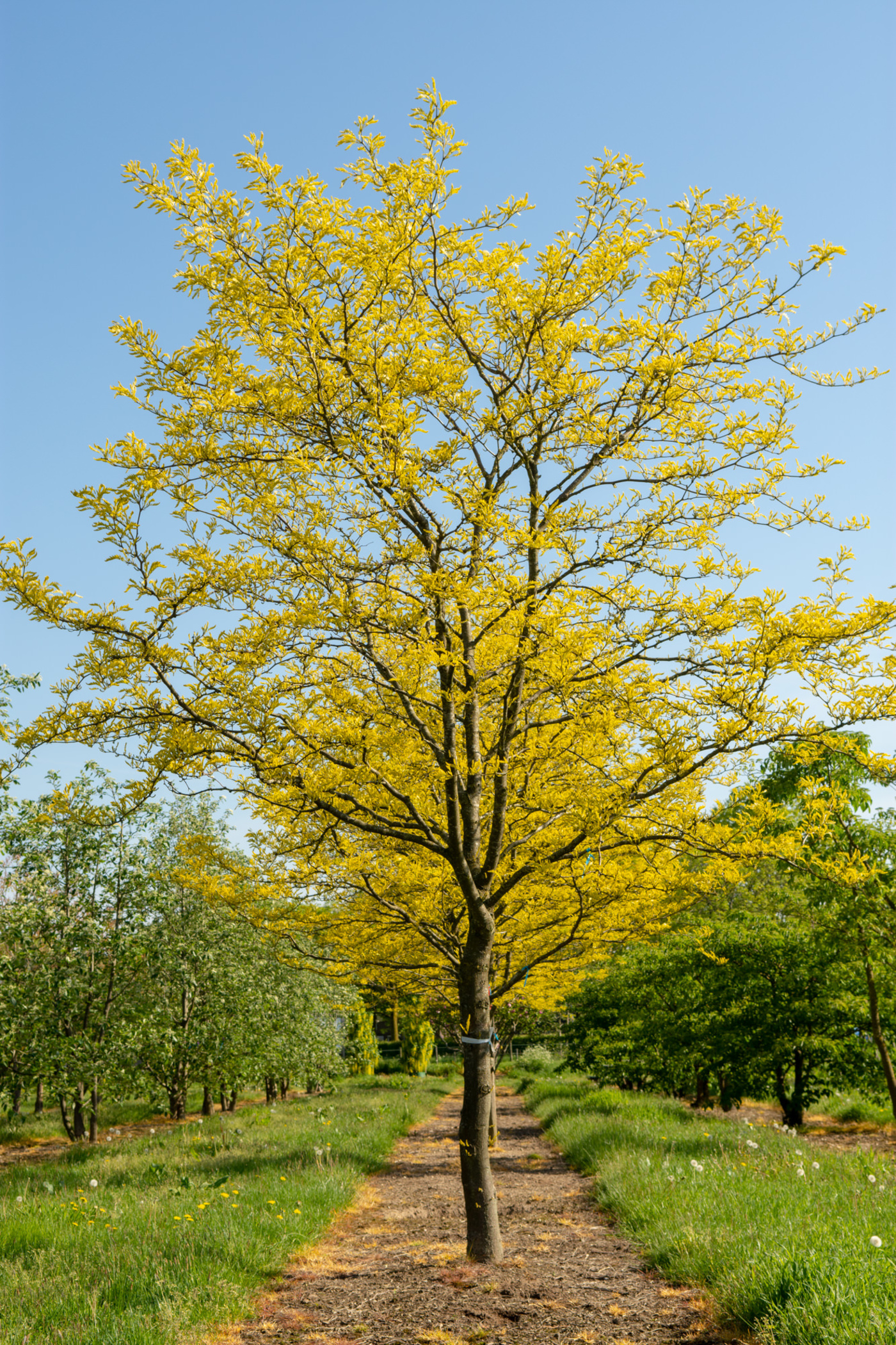 Gleditsia triacanthos 'Sunburst' | Tuin, Tuin ideeën, Tuinplanten