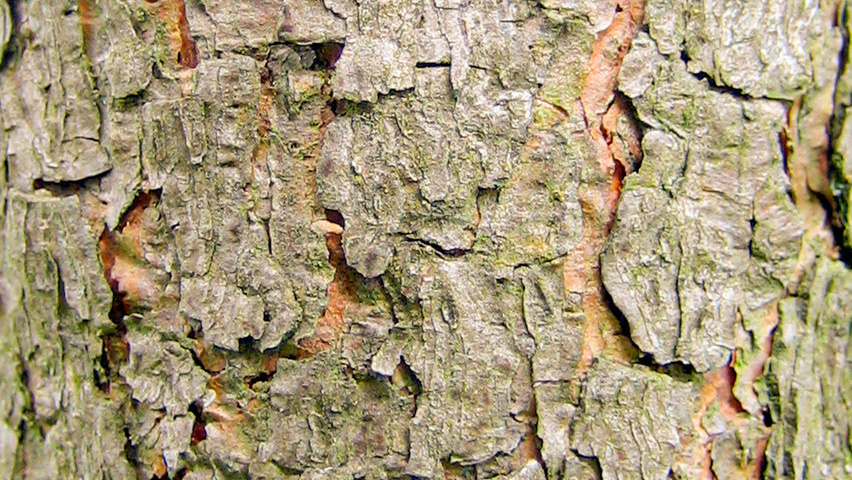 Pinus banksiana | TreeEbb | Online tree-finding tool | Ebben Nurseries