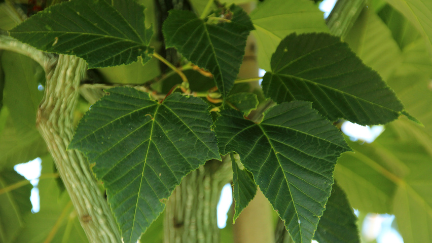 Acer capillipes – Vancouver Island Grows