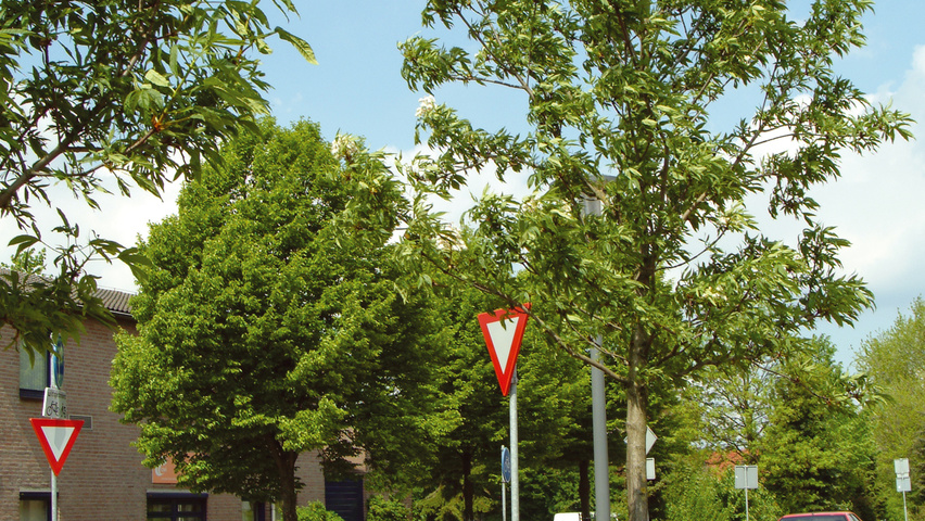 Aesculus 'Digitata' | TreeEbb | Online tree-finding tool | Ebben Nurseries