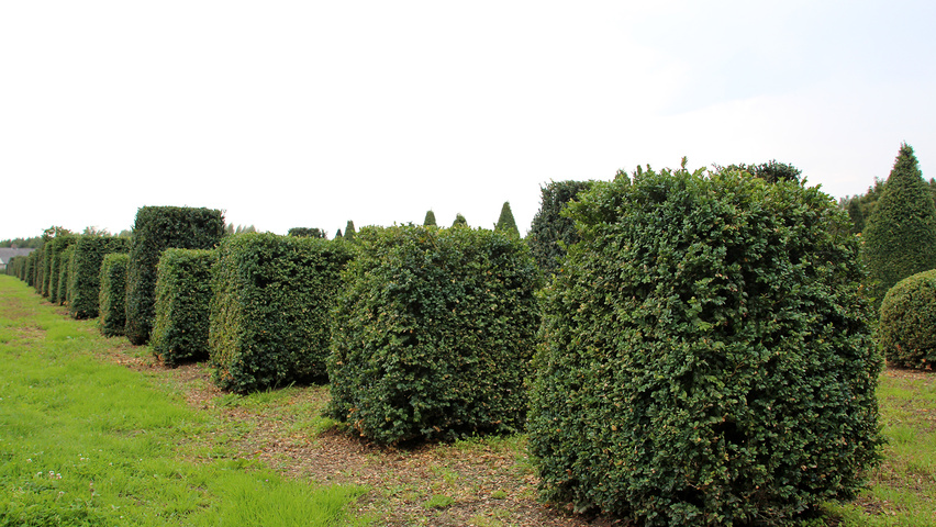 Buxus sempervirens 'Handsworthiensis' | TreeEbb | Online bomenzoektool ...