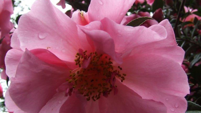 Camellia x williamsii 'André Ebben' | TreeEbb | Online tree-finding ...
