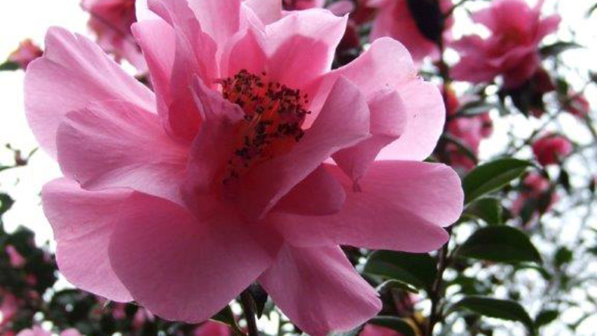 Camellia x williamsii 'André Ebben' | TreeEbb | Online tree-finding ...
