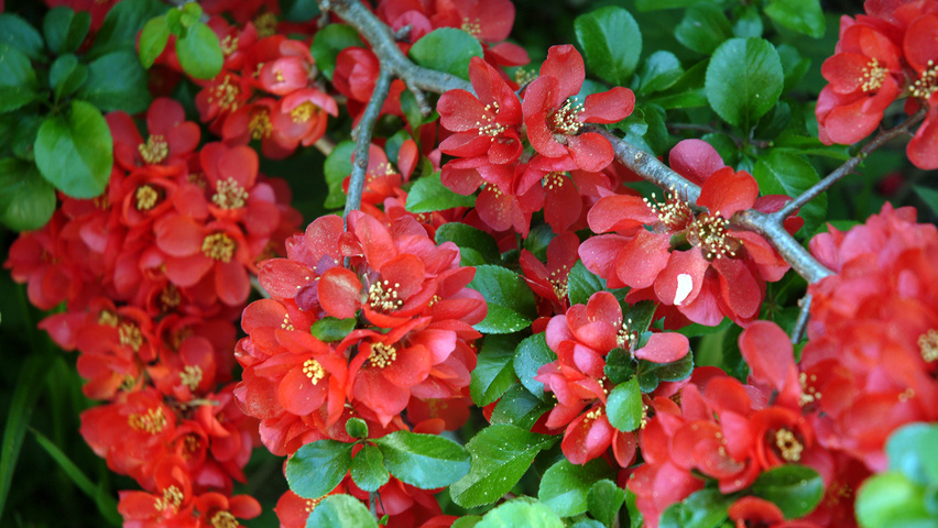 Chaenomeles x superba Fascination TreeEbb C Ebben