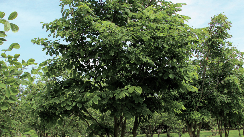 Cladrastis kentukea | TreeEbb | Online tree-finding tool | Ebben Nurseries
