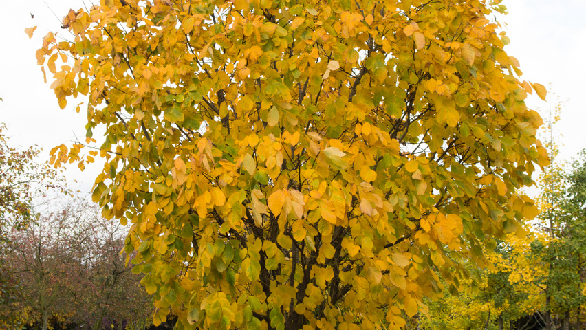 Cladrastis kentukea | TreeEbb | Online tree-finding tool | Ebben Nurseries