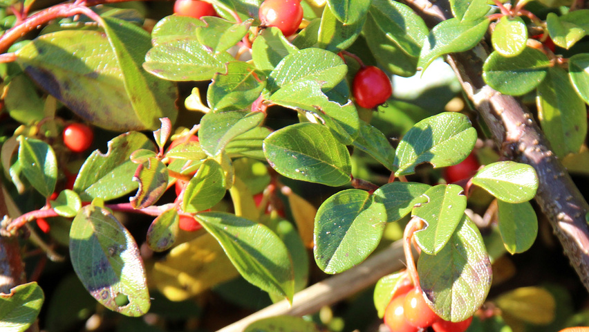 Cotoneaster Horizontalis Leaves