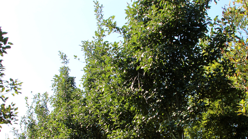 Crataegus x lavalleei | TreeEbb | Online tree-finding tool | Ebben ...