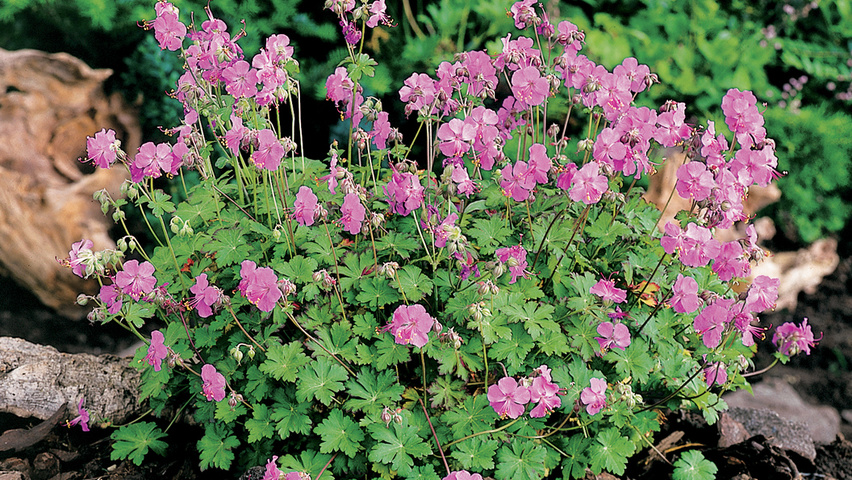 Geranium x cantabrigiense 'Cambridge' | TreeEbb | Online tree-finding ...