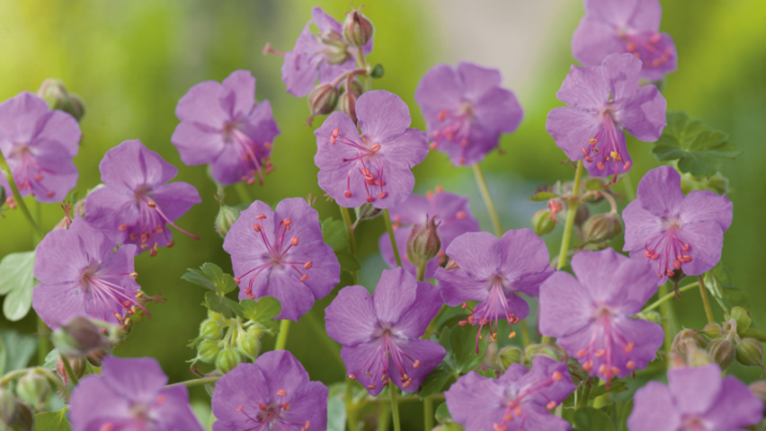 Geranium x cantabrigiense 'Cambridge' | TreeEbb | Baumsuchmaschine im ...