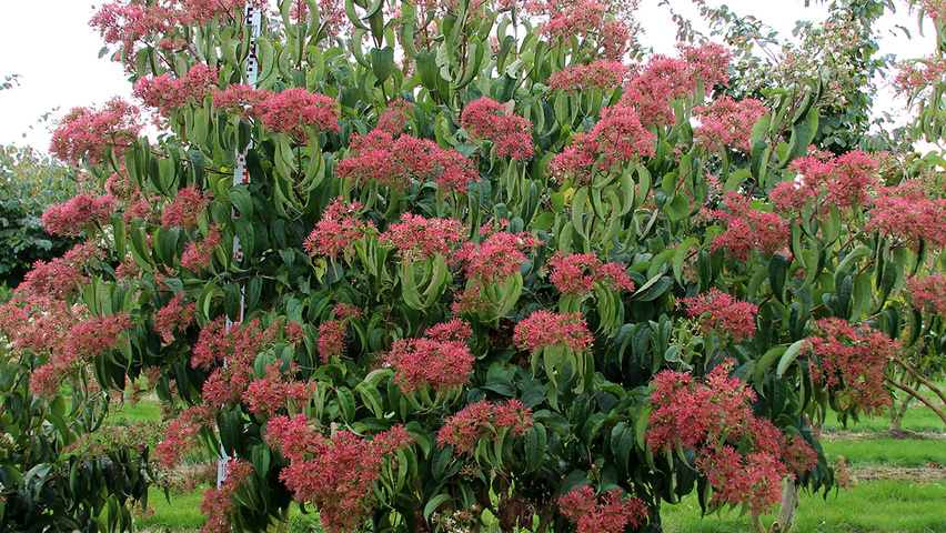 Heptacodium miconioides - Alchetron, the free social encyclopedia