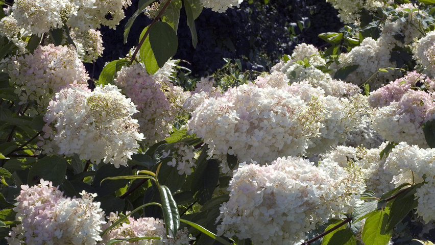 Hydrangea Paniculata Grandiflora Tree Full Sun | Woodleigh Nursery