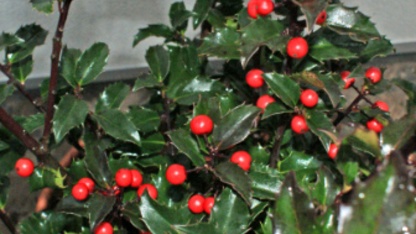 Ilex x meserveae 'Blue Princess' | TreeEbb | Online bomenzoektool ... Ilex x meserveae 'Blue Princess' | TreeEbb | Online bomenzoektool ...