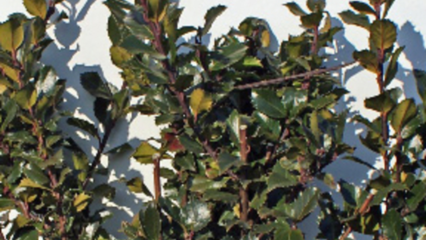 Ilex x meserveae 'Blue Princess' | TreeEbb | Online bomenzoektool ... Ilex x meserveae 'Blue Princess' | TreeEbb | Online bomenzoektool ...