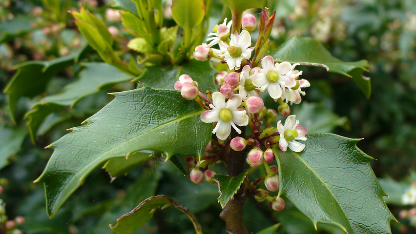 Ilex Private Ilex By – Telegraph