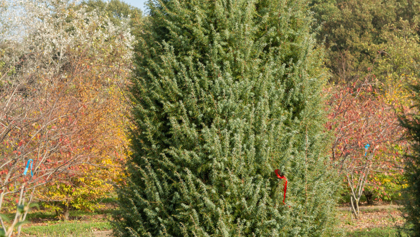 Juniperus Communis Leaves