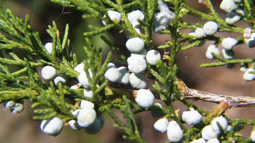 Juniperus virginiana | TreeEbb | Online tree-finding tool | Ebben Nurseries