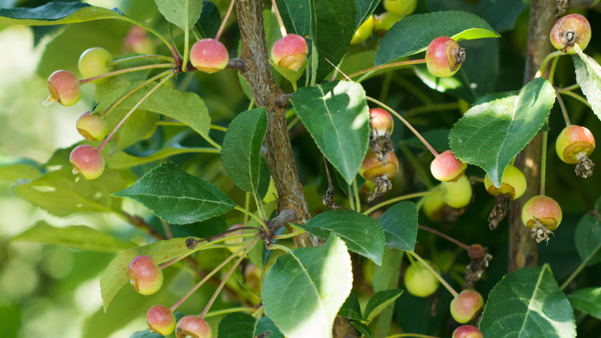Malus 'Madonna' | TreeEbb | Online tree-finding tool | Ebben Nurseries