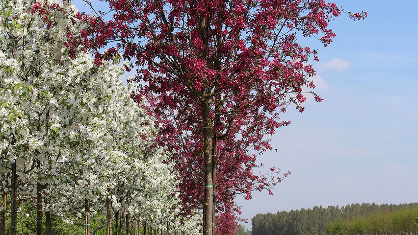 Malus 'Mokum' | TreeEbb | Online tree-finding tool | Ebben Nurseries