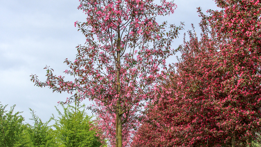 Malus 'Mokum' | TreeEbb | Baumsuchmaschine im Internet | Baumschule Ebben