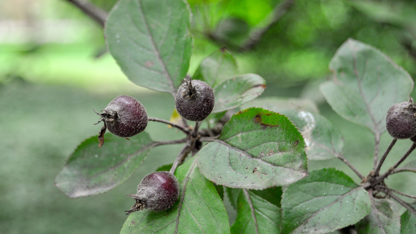Malus 'Neville Copeman' | TreeEbb | Online tree-finding tool | Ebben ...