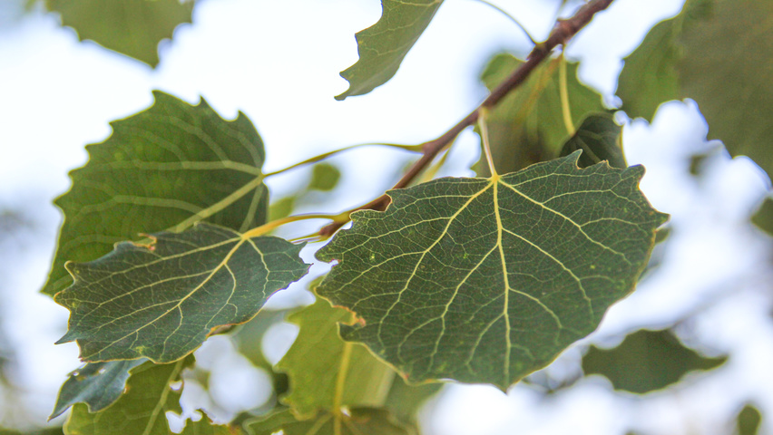 Populus 'Astria' | TreeEbb | Online tree-finding tool | Ebben Nurseries