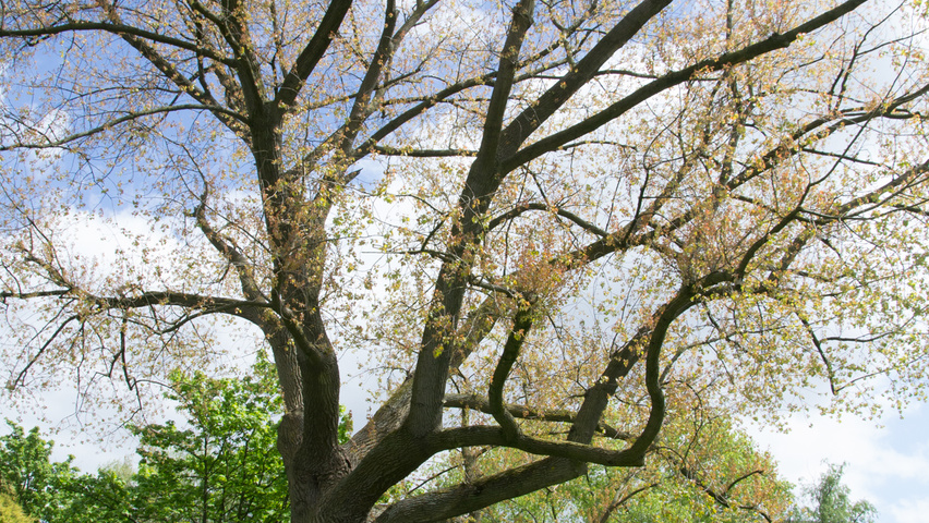 Populus x canadensis 'Serotina' | TreeEbb | Online tree-finding tool ...