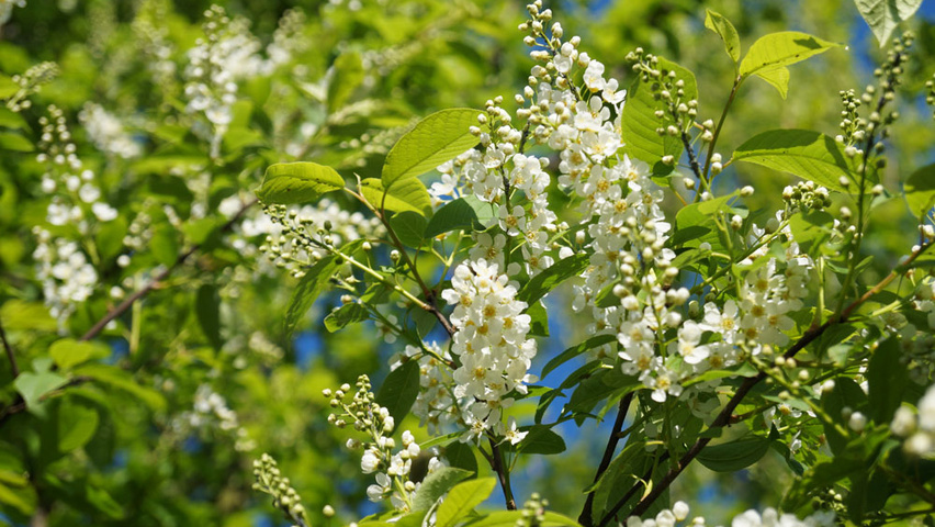 Prunus padus 'Watereri' | TreeEbb | Online tree-finding tool | Ebben ...