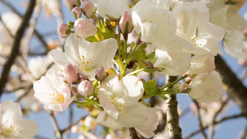 Prunus serrulata 'Taihaku' | TreeEbb | Online tree-finding tool | Ebben ...