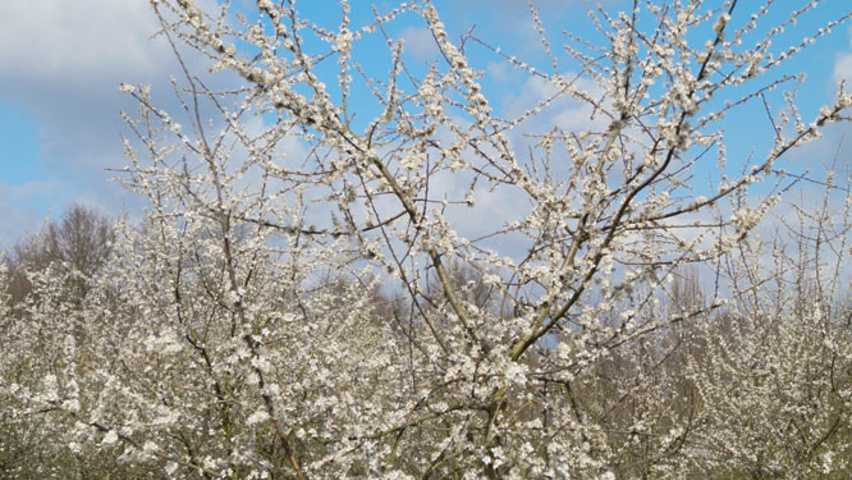 Prunus Spinosa En Buy Blackthorn (Prunus Spinosa) Hedging Plants