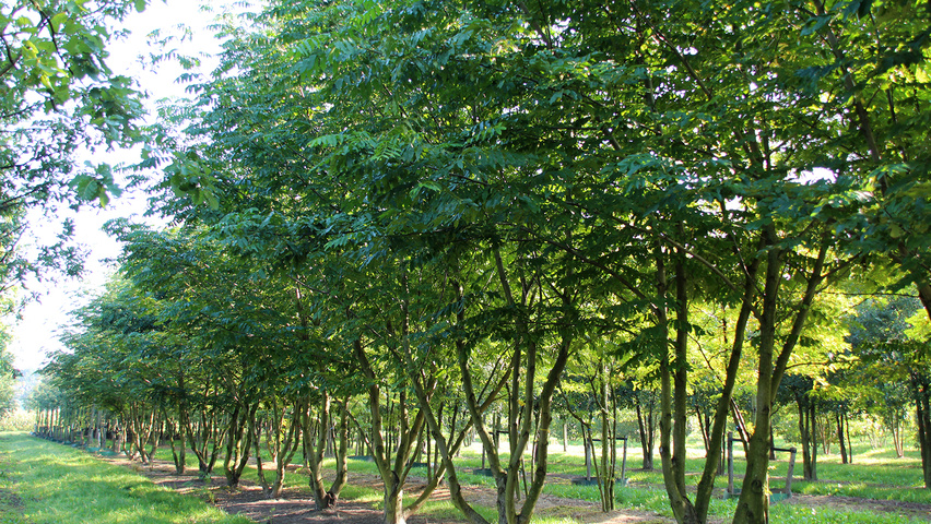 Pterocarya fraxinifolia - Alchetron, the free social encyclopedia