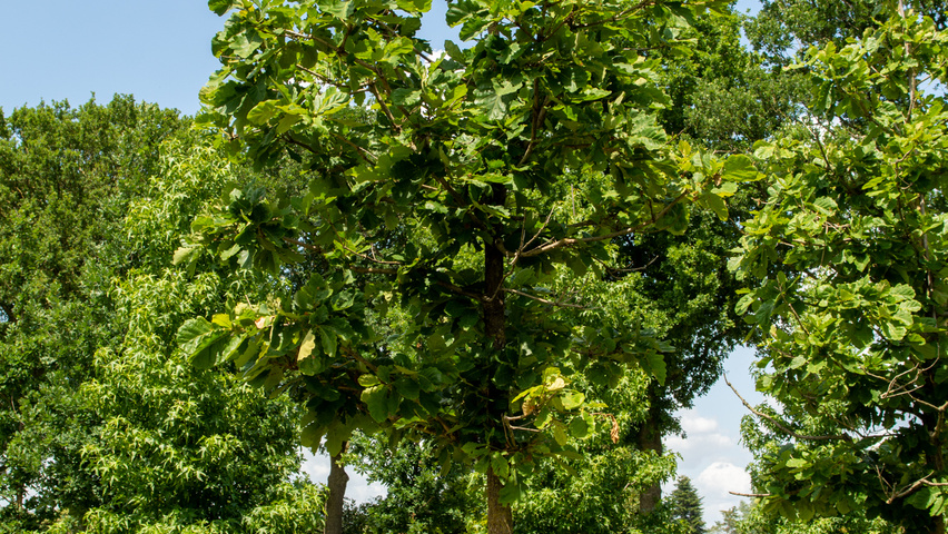 Quercus Dentata (Daimyo Oak, Japanese Emperor Oak, Oaks), 54% OFF