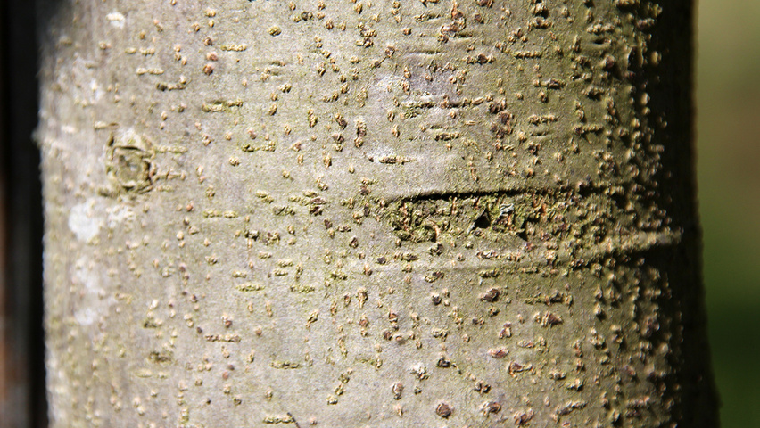 Quercus Alba Bark
