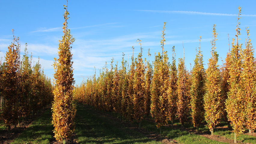 Quercus Robur 39fastigiate Koster39 Cypress Oak Pyramid