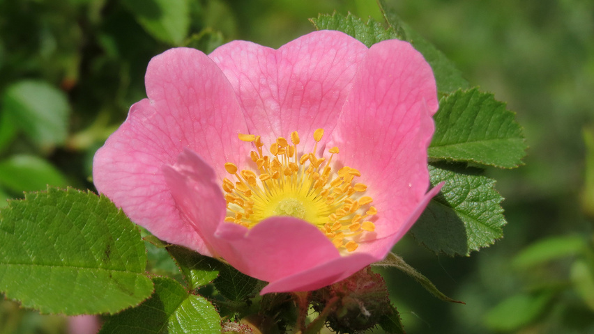 Rosa Rubiginosa