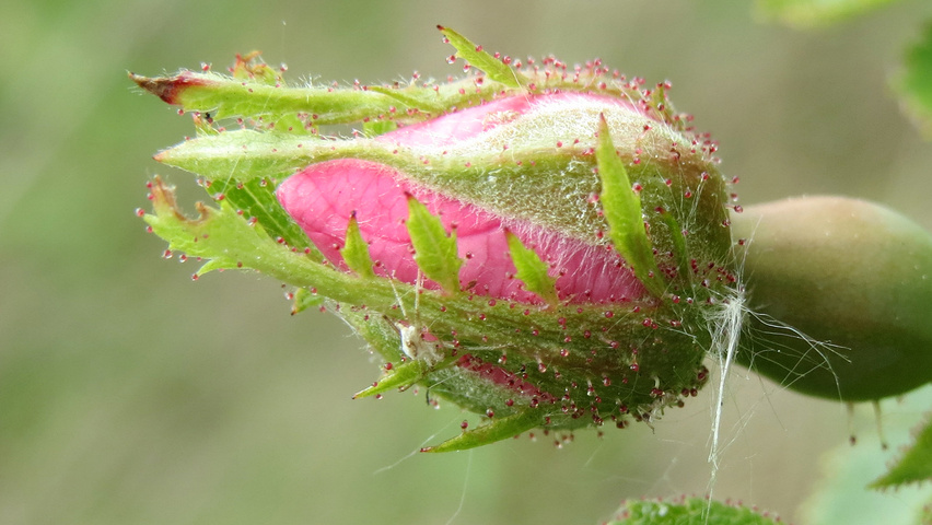 Rosa rubiginosa | TreeEbb | Online bomenzoektool | Boomkwekerij Ebben