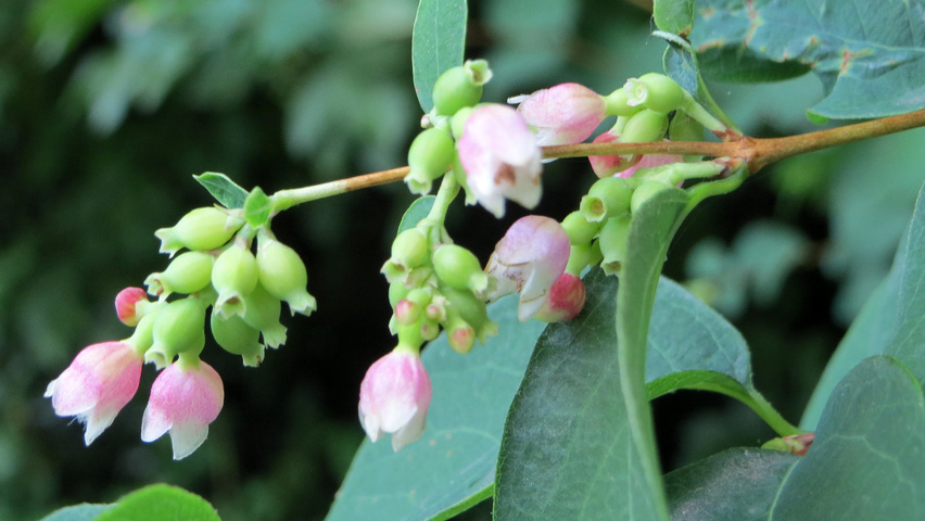 Symphoricarpos Albus Flower