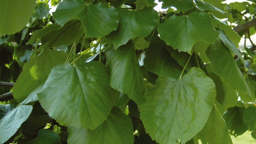 Tilia americana 'Moltkei' | TreeEbb | Baumsuchmaschine im Internet ...