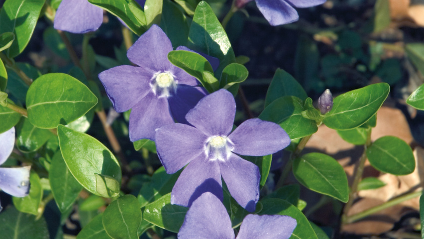Vinca minor | TreeEbb | Online tree-finding tool | Ebben Nurseries