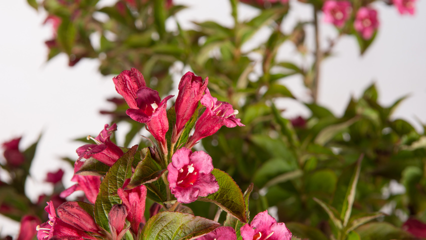 Weigela 'Bristol Ruby' | TreeEbb | Online bomenzoektool | Boomkwekerij ...