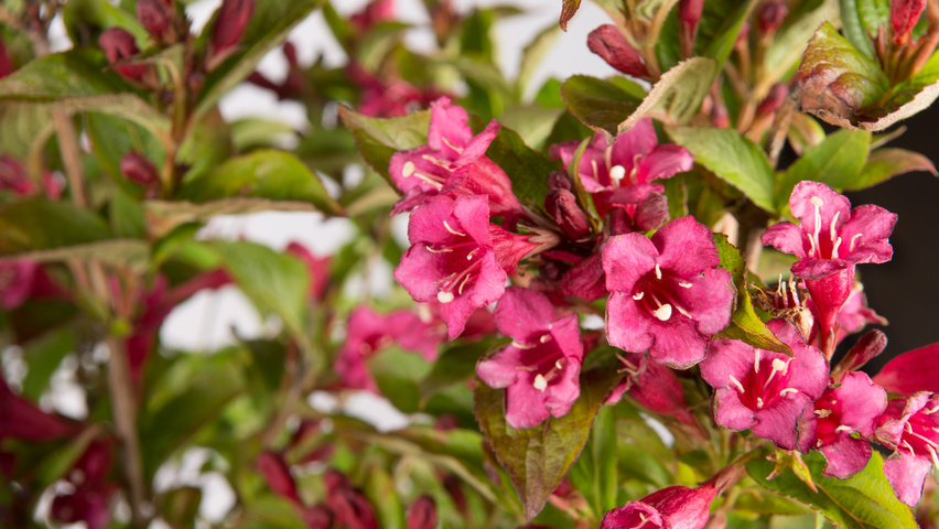 Weigela 'Bristol Ruby' | TreeEbb | Online bomenzoektool | Boomkwekerij ...